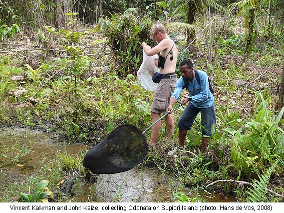 Papua Insects Foundation (Newsletter December 2013)